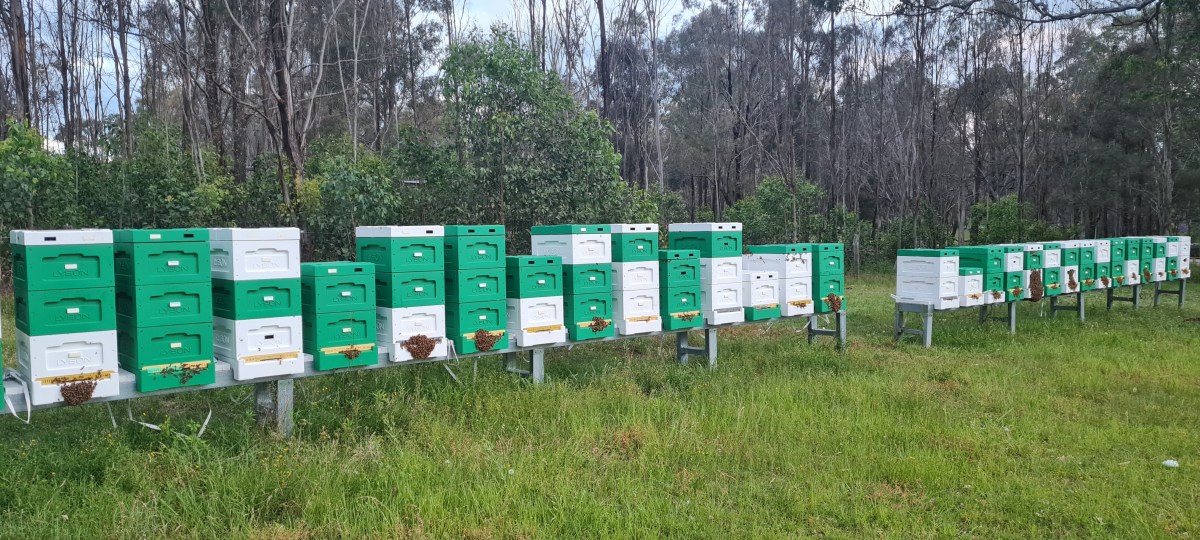 Abuzz Blog – Abuzz Beekeeping Supplies